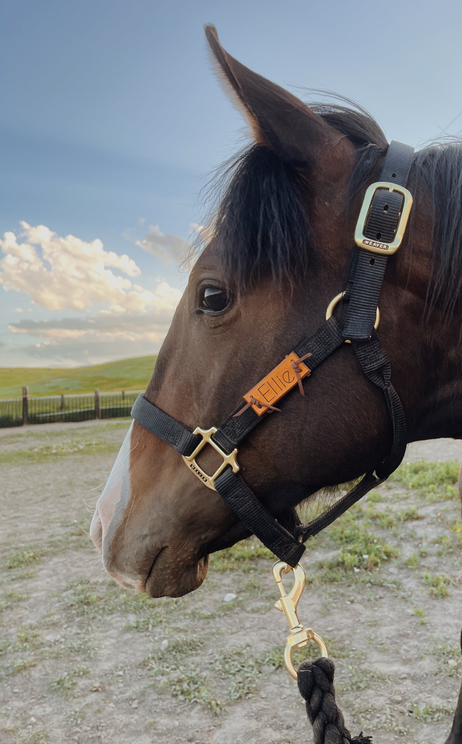 Horse Halter Name Tag – Lone Luna Goods